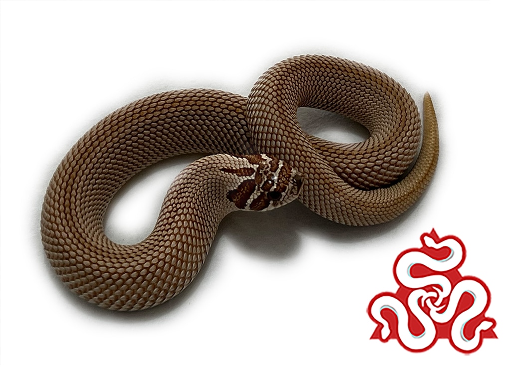 Super Conda Het Albino Western Hognose by Travis Whisler Reptiles ...