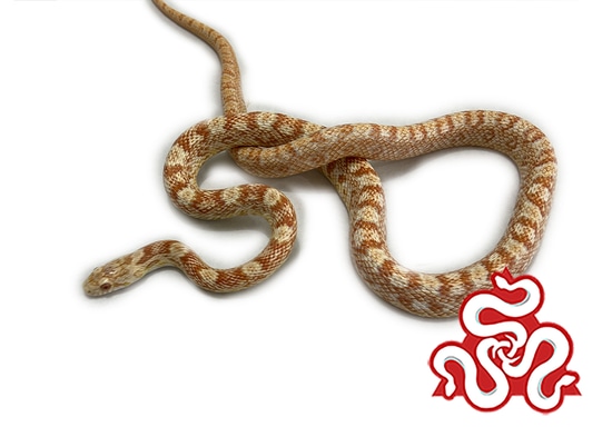 Frosted Creamsicle Corn Snake by Travis Whisler Reptiles