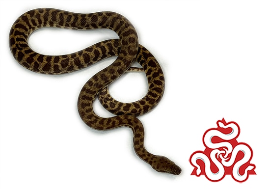 Stimson's Children's Python by Travis Whisler Reptiles