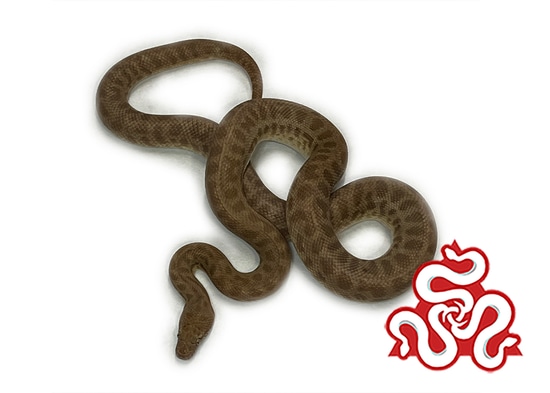 Children's Children's Python by Travis Whisler Reptiles