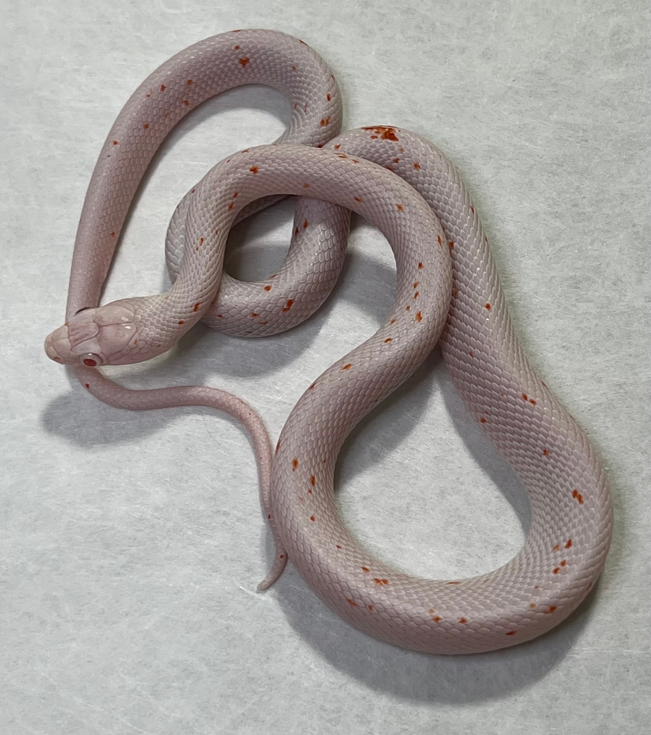 Palmetto Amelanistic Corn Snake by Travis Whisler Reptiles - MorphMarket