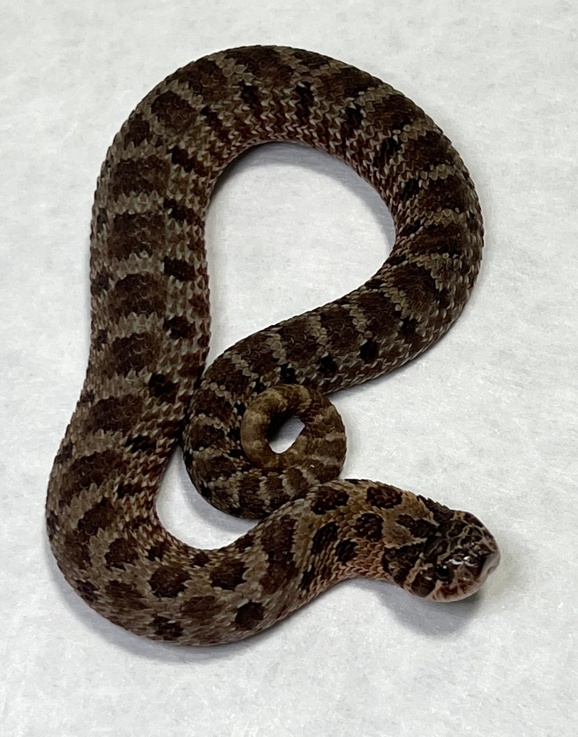 Sable Western Hognose by Travis Whisler Reptiles - MorphMarket