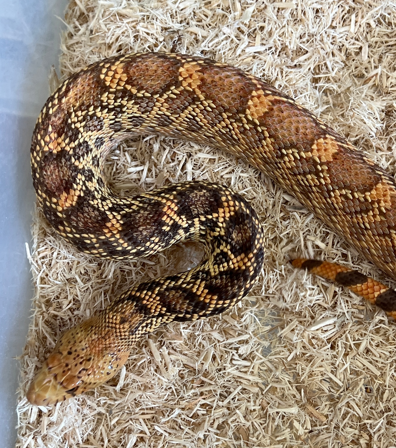 Stillwater Hypo Bullsnake by Travis Whisler Reptiles - MorphMarket