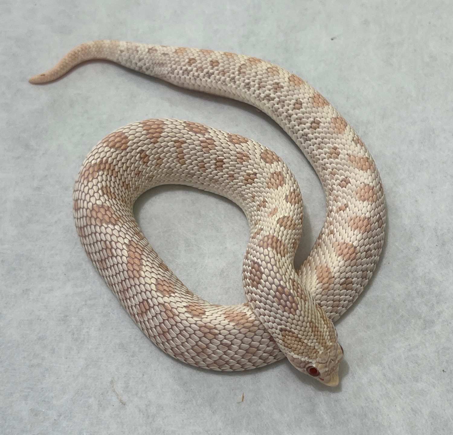 Snow Conda Western Hognose by Travis Whisler Reptiles - MorphMarket