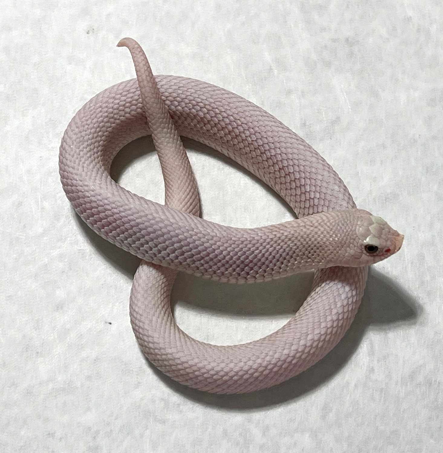 Leucistic Western Hognose by Travis Whisler Reptiles - MorphMarket
