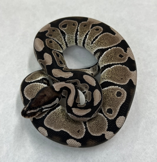 VPI Axanthic Het Albino Ball Python by Travis Whisler Reptiles