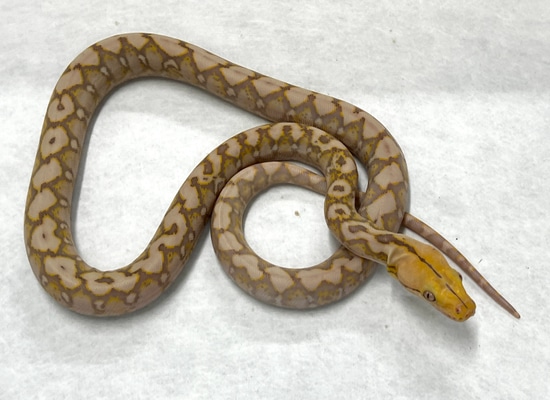 Purple Snow Reticulated Python by Travis Whisler Reptiles