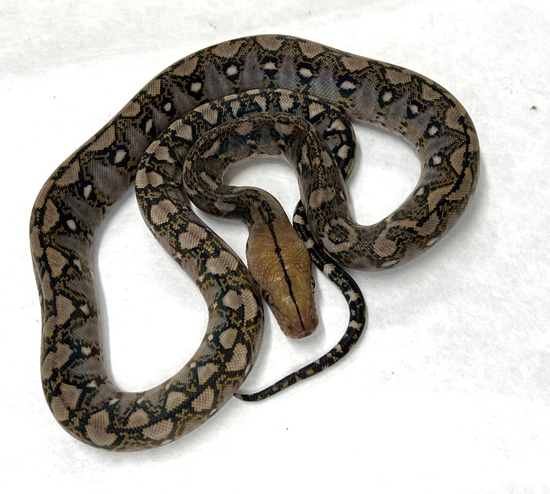 Anerythristic Het Purple Reticulated Python by Travis Whisler Reptiles