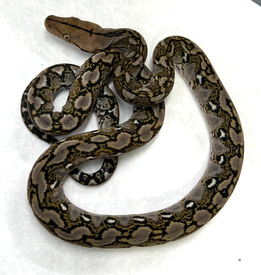 Anerythristic Het Purple Reticulated Python by Travis Whisler Reptiles