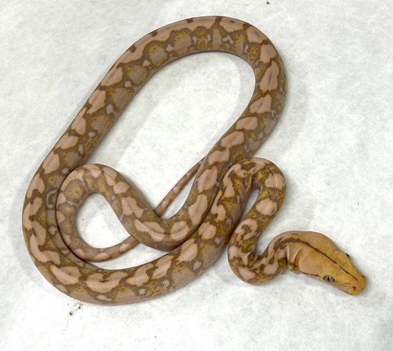 Purple Snow Reticulated Python by Travis Whisler Reptiles