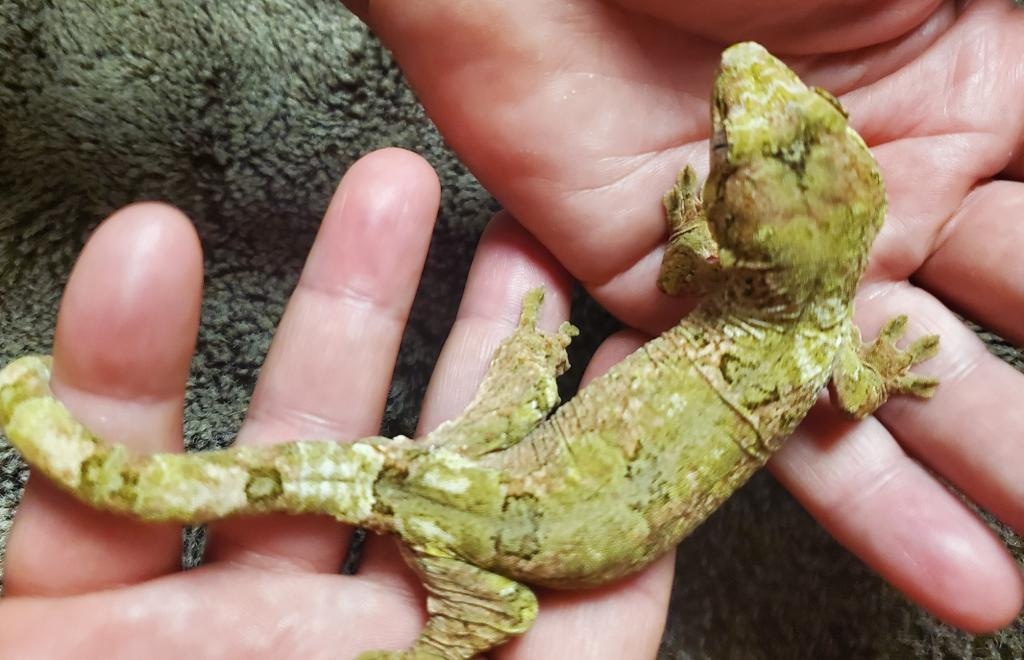 Pine Island Chahoua Gecko by Travis Whisler Reptiles - MorphMarket