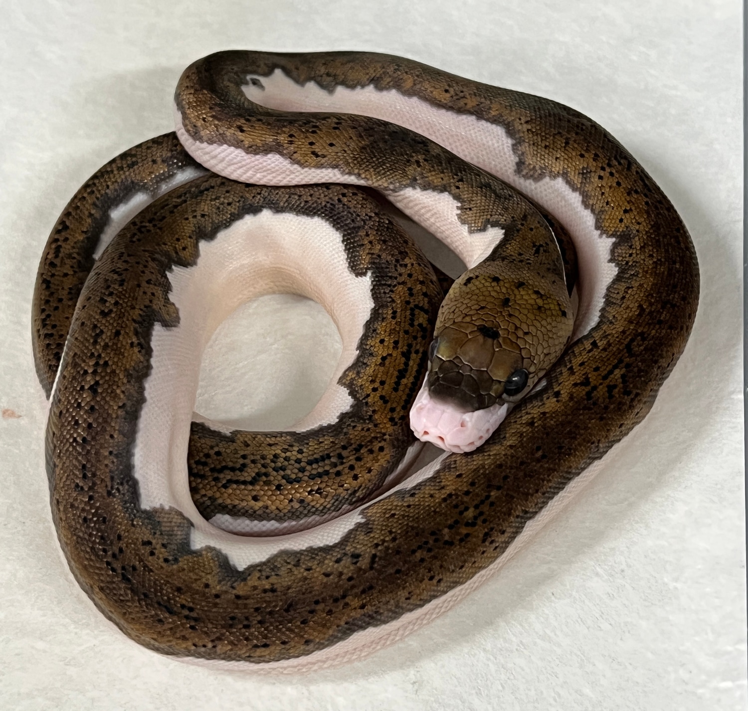 Pied Het Albino Reticulated Python by Travis Whisler Reptiles - MorphMarket
