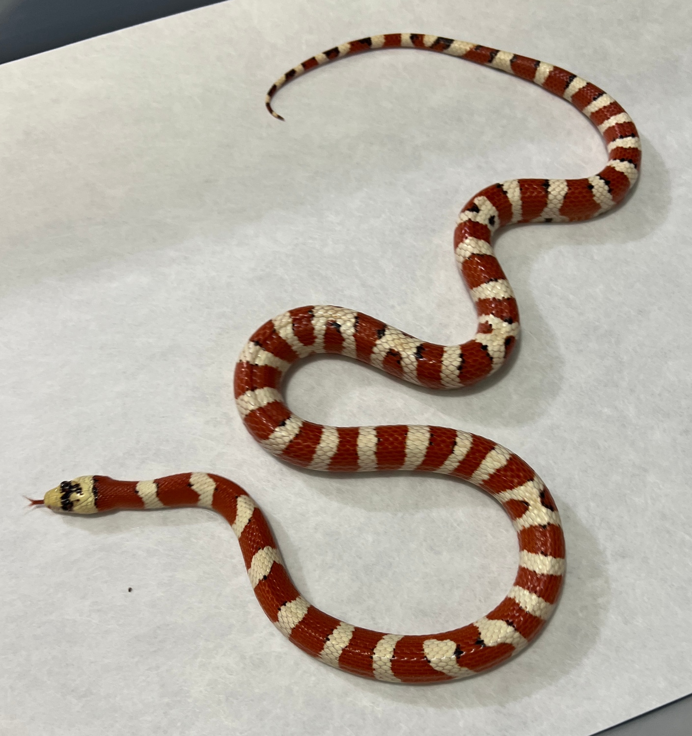 Applegate Hypo Arizona Mountain Kingsnake by Travis Whisler Reptiles ...