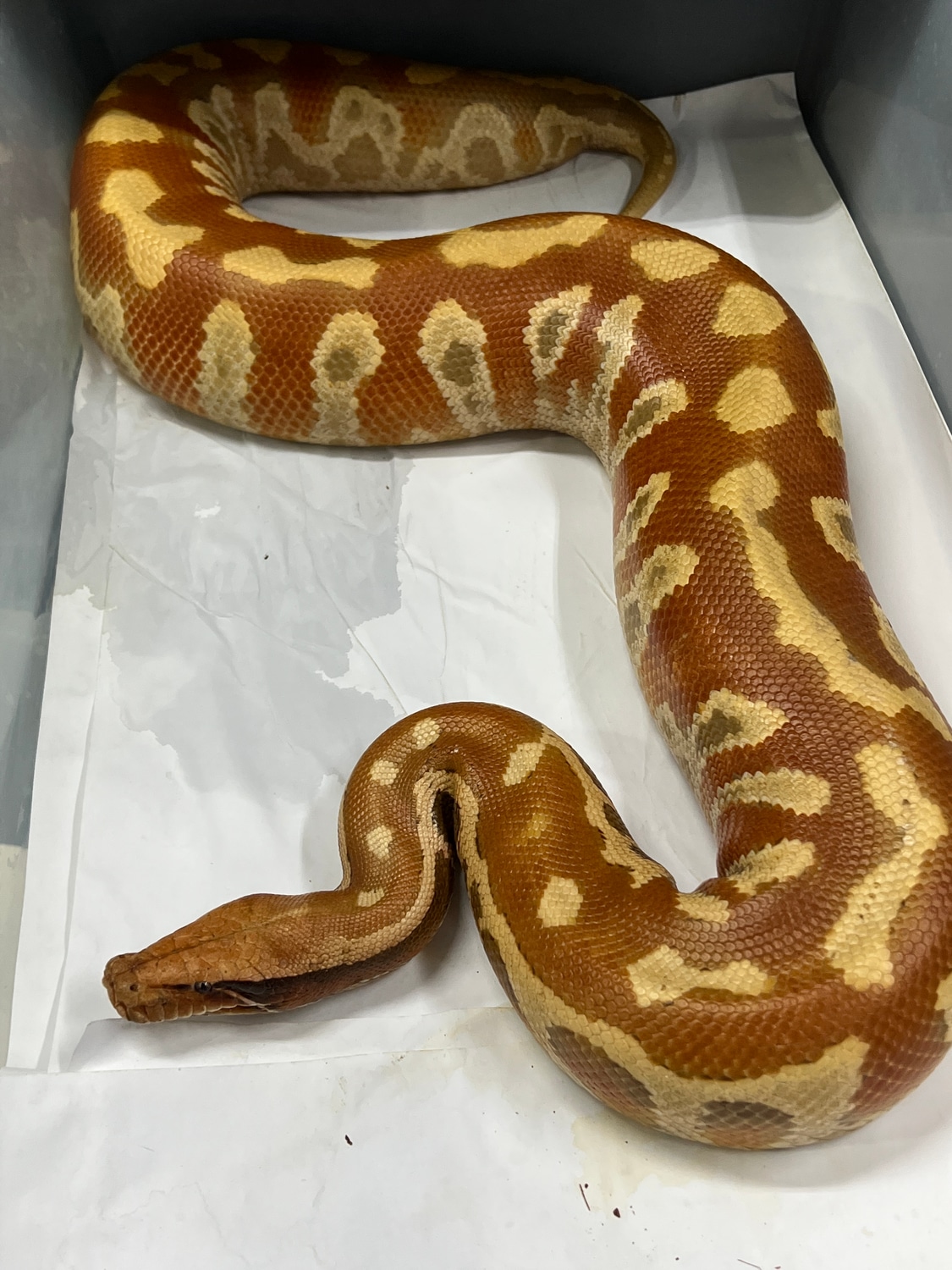 T+ Albino Blood Python by Travis Whisler Reptiles - MorphMarket