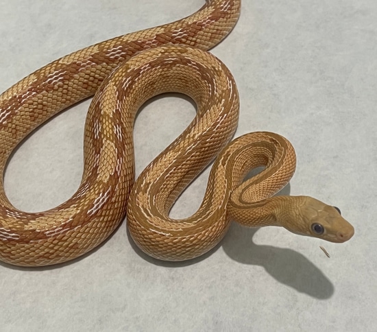 Albino Trans-Pecos Rat Snake by Travis Whisler Reptiles