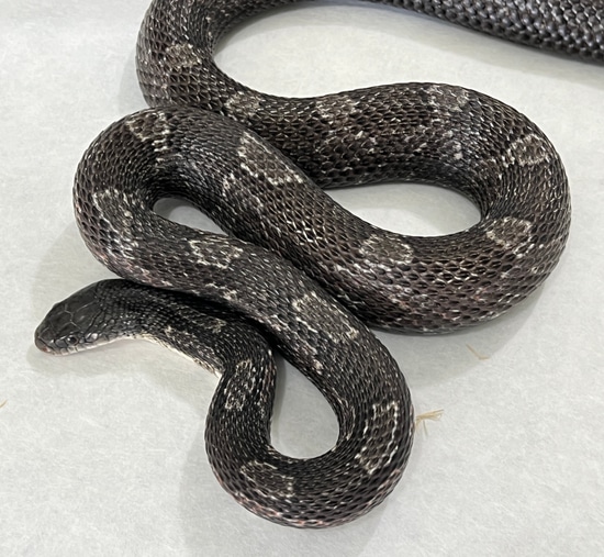 Het Lightning Western Rat Snake by Travis Whisler Reptiles