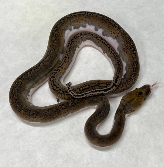 Pied Het Albino Reticulated Python by Travis Whisler Reptiles
