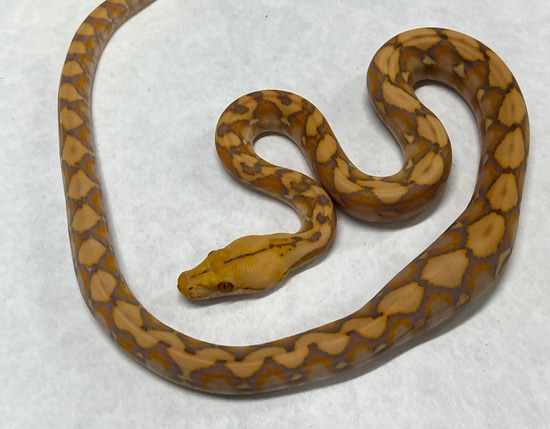 Purple Albino Het Snow Reticulated Python by Travis Whisler Reptiles