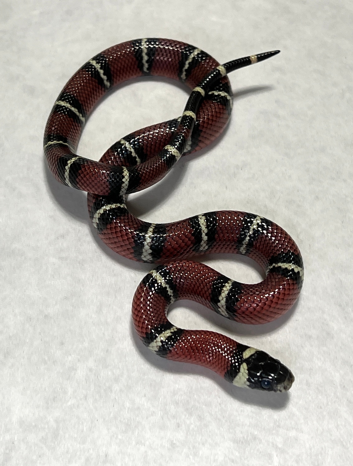 Het Albino Milk Snake Nelson's Milk Snake by Travis Whisler Reptiles ...