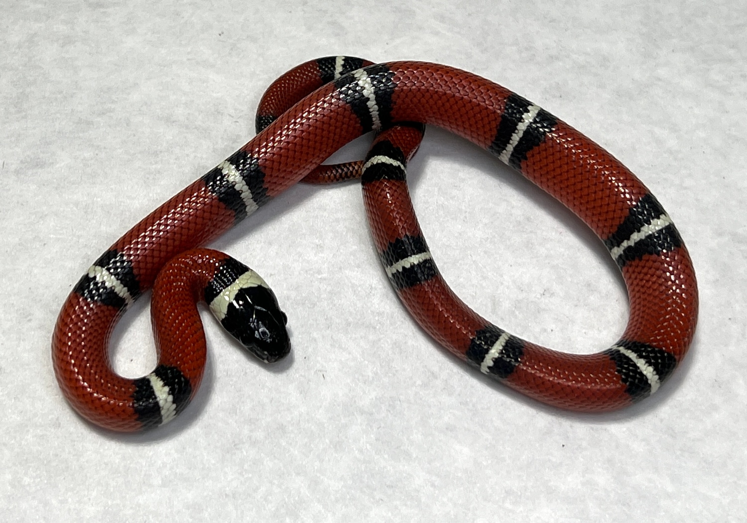 Sinaloan Milk Snake by Travis Whisler Reptiles - MorphMarket