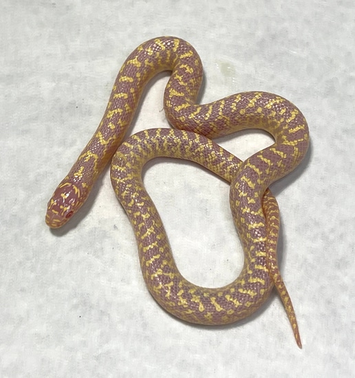 Albino Speckled King Speckled Kingsnake by Travis Whisler Reptiles