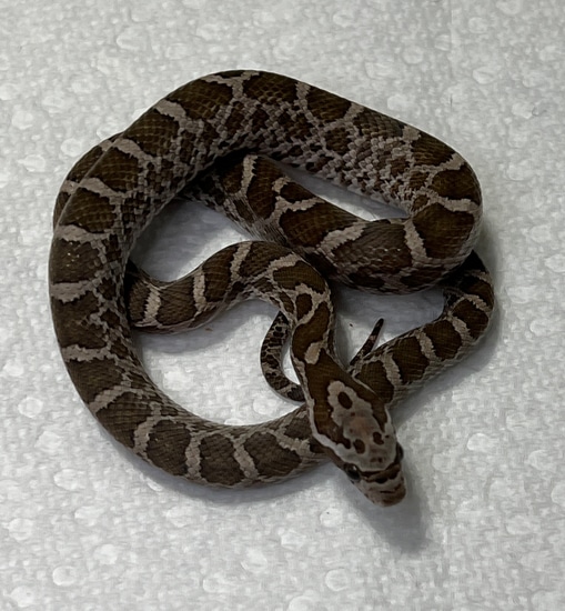 Emory's Other Rat Snake by Travis Whisler Reptiles