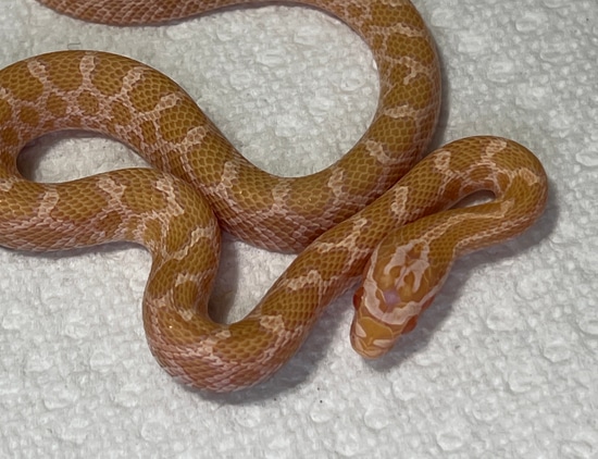 Albino Emory's Other Rat Snake by Travis Whisler Reptiles