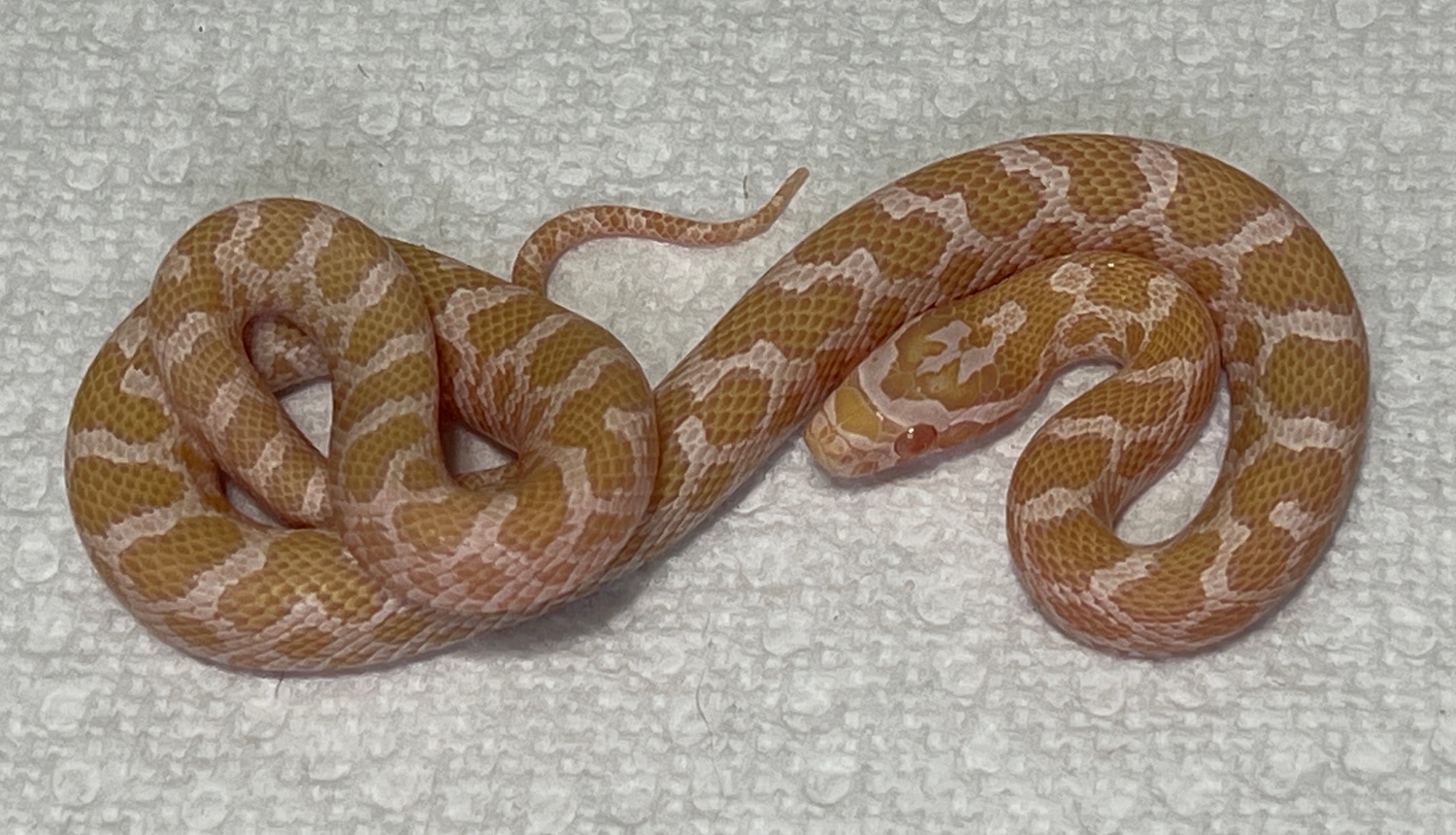 Albino Emory's Rat Snake Other Rat Snake by Travis Whisler Reptiles ...