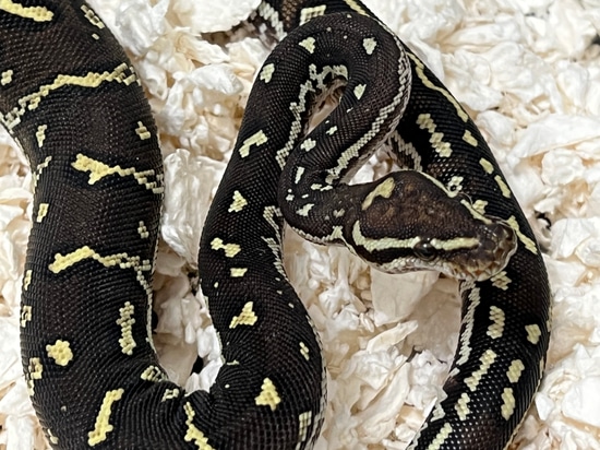Angolan Angolan Python by Travis Whisler Reptiles