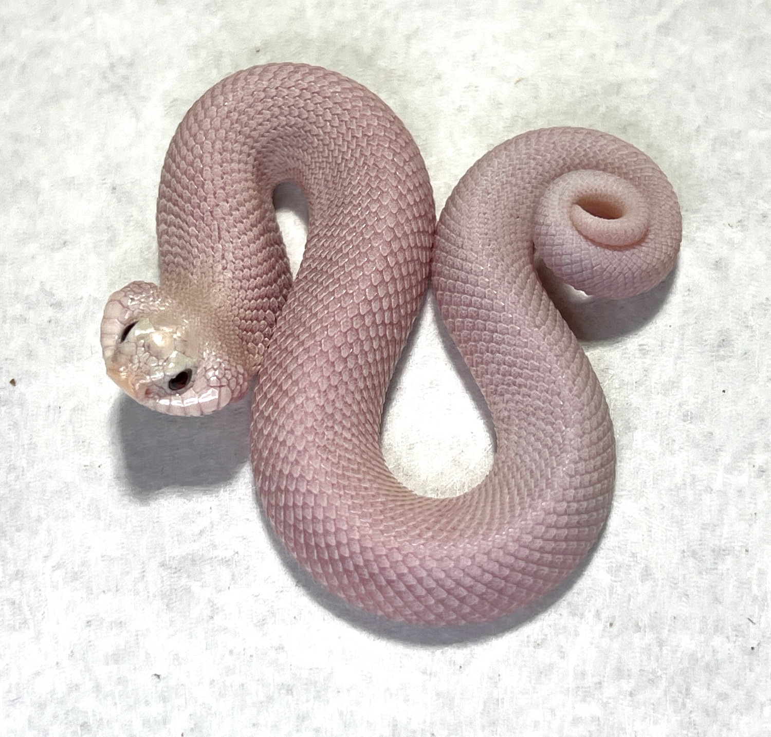 Leucistic Western Hognose by Travis Whisler Reptiles - MorphMarket