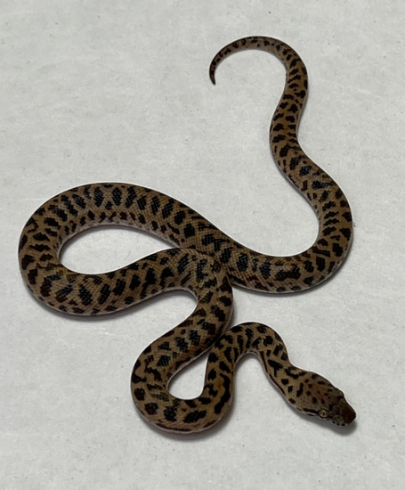 Spotted Python by Travis Whisler Reptiles