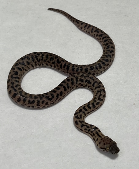 Spotted Python by Travis Whisler Reptiles