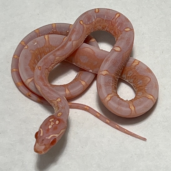 Extreme Reverse Okeetee Scaleless Corn Snake by Travis Whisler Reptiles