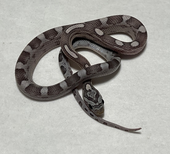 Blue Motley Corn Snake by Travis Whisler Reptiles