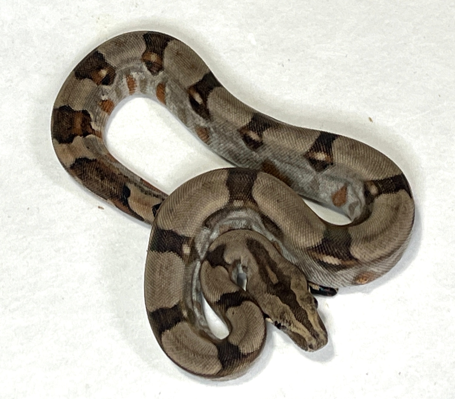 Peruvian Long Tail Peruvian Long-Tailed Boa Constrictor by Travis ...