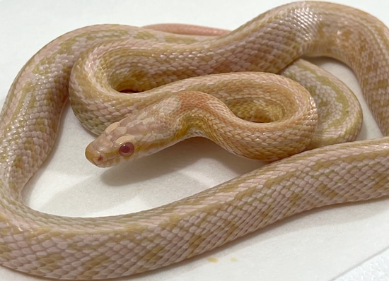 Snow Tessera Corn Snake by Travis Whisler Reptiles