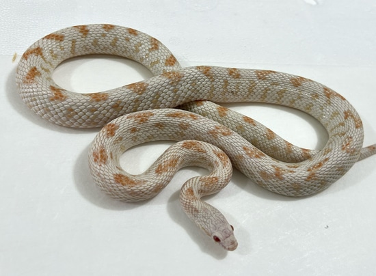 Amelanistic Shatter Corn Snake by Travis Whisler Reptiles