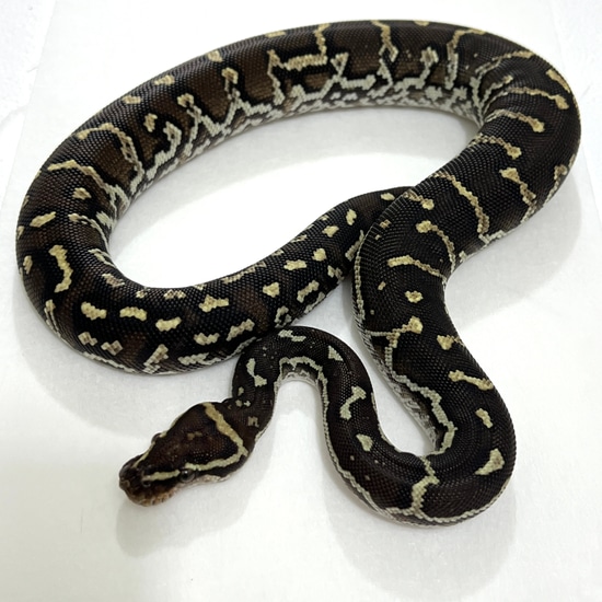 Angolan Python by Travis Whisler Reptiles