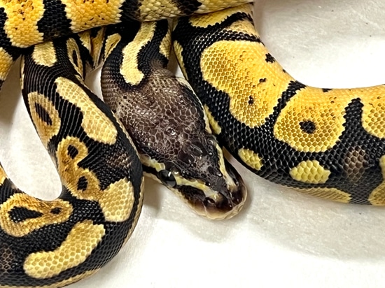 Pastel Scaleless Head Ball Python by Travis Whisler Reptiles