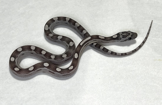 Anery Motley Corn Snake by Travis Whisler Reptiles