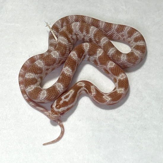 Butter Corn Snake by Travis Whisler Reptiles