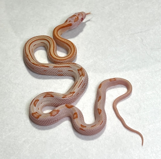Striped Creamsicle Corn Snake by Travis Whisler Reptiles