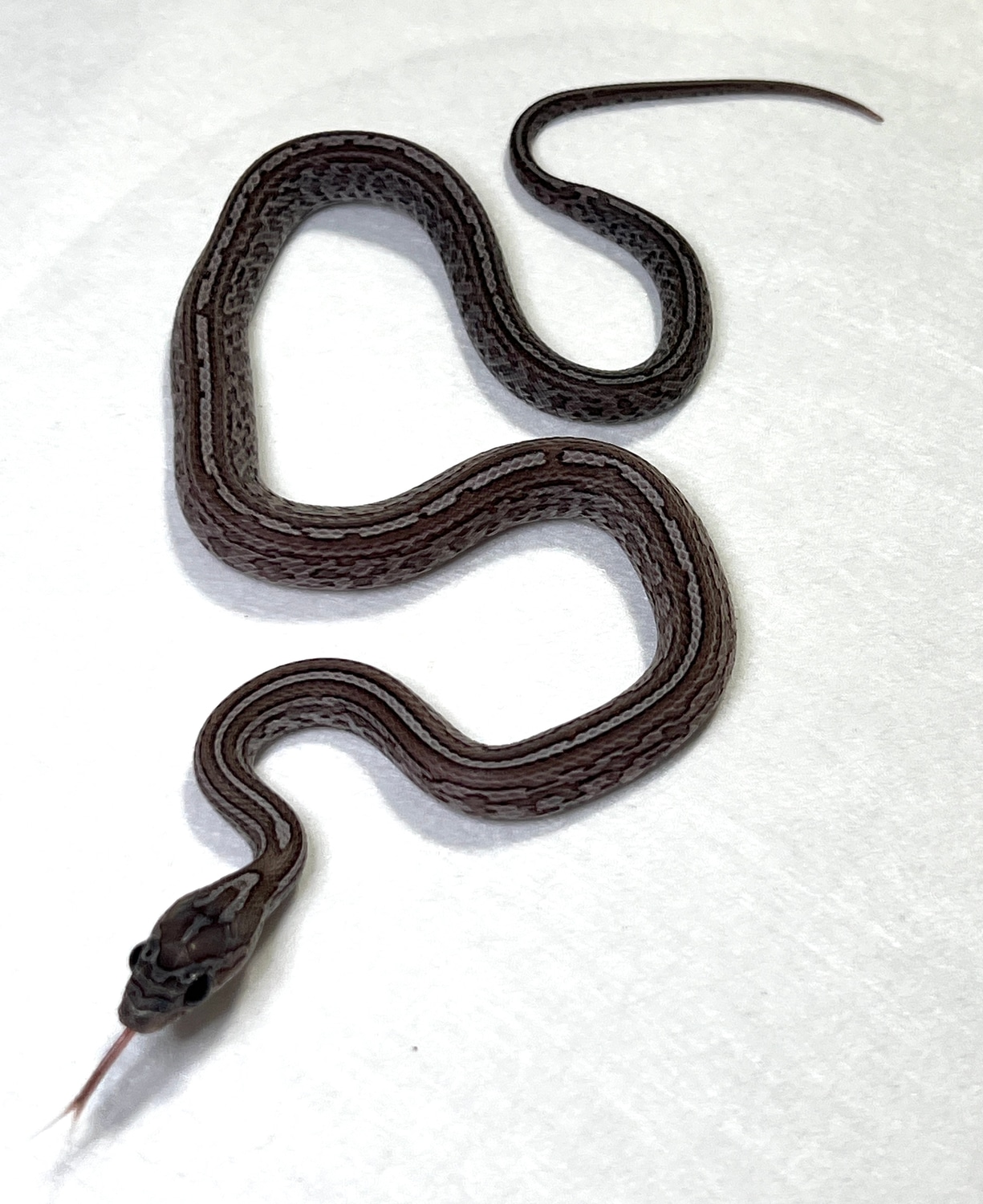 Charcoal Tessera Corn Snake by Travis Whisler Reptiles - MorphMarket