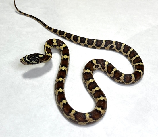 Jungle Corn Snake by Travis Whisler Reptiles