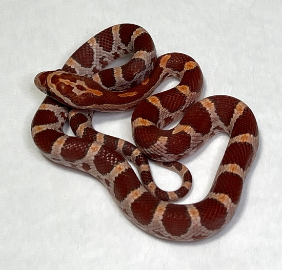 Hypo Banded Corn Snake by Travis Whisler Reptiles