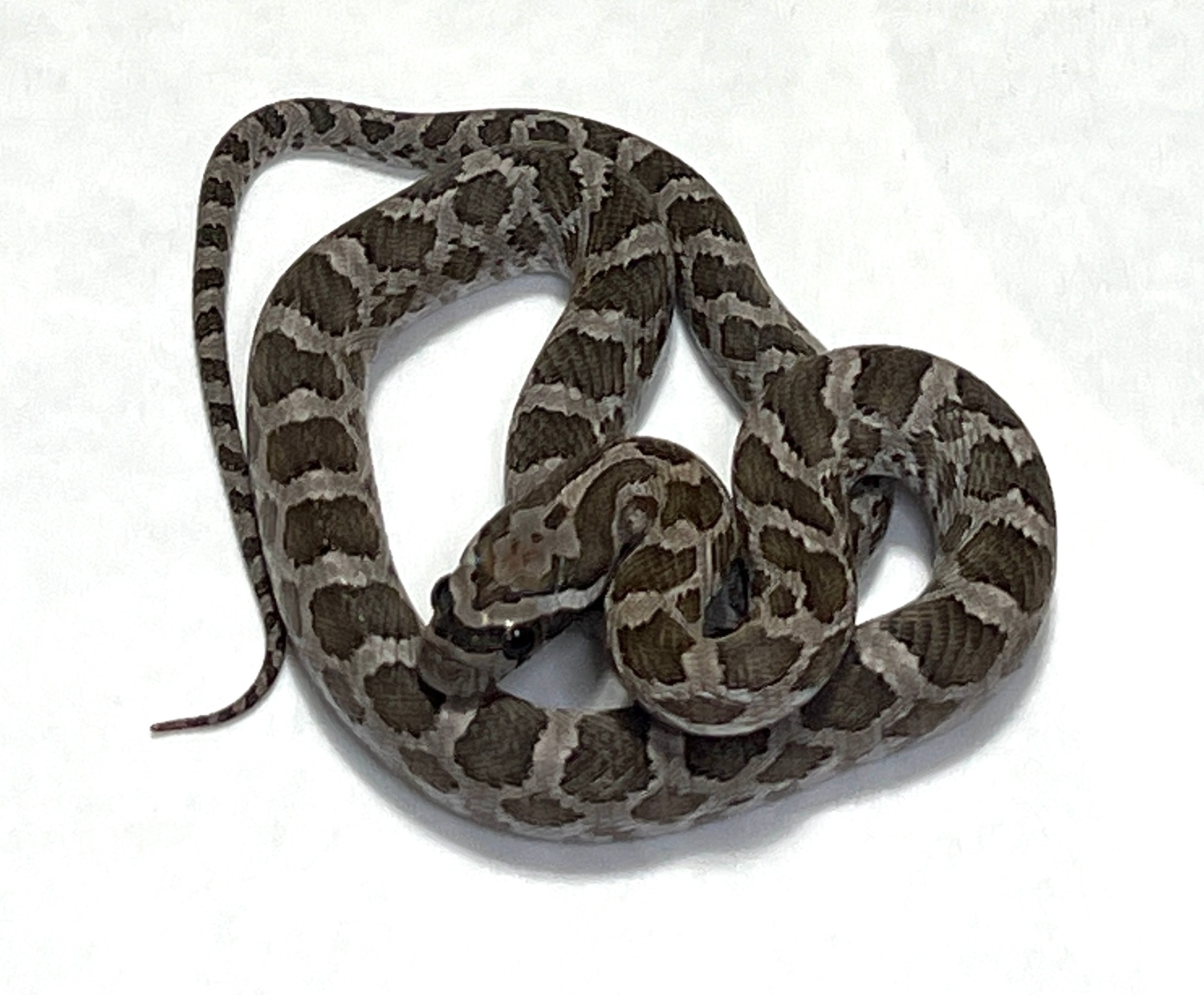 Emory's Other Rat Snake by Travis Whisler Reptiles - MorphMarket