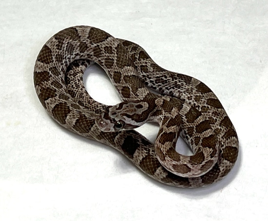 Pos Het Hypo Chocolate Emory's Other Rat Snake by Travis Whisler Reptiles