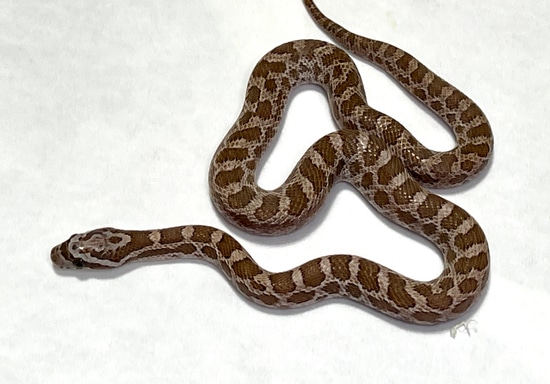 Hypomelanistic Emory's Other Rat Snake by Travis Whisler Reptiles