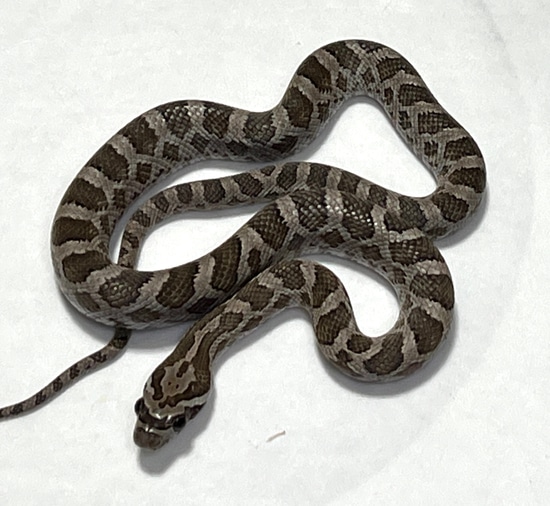 Emory's Other Rat Snake by Travis Whisler Reptiles