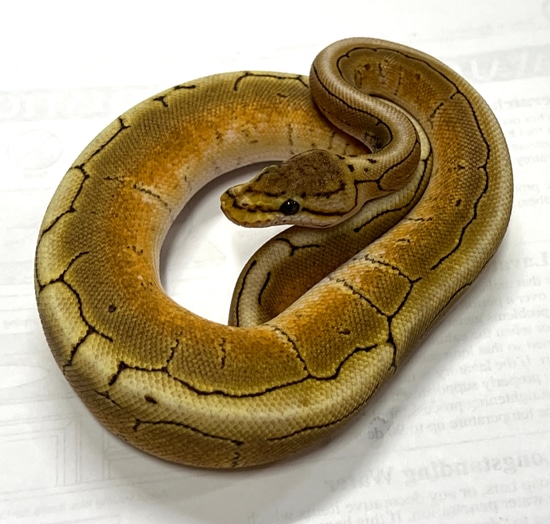 Spinner Special Ball Python by Travis Whisler Reptiles